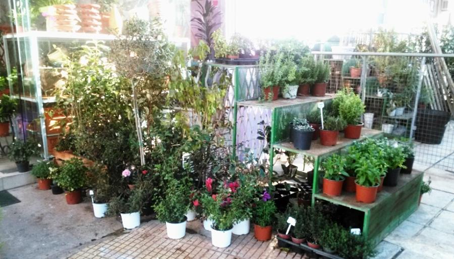 Flowers Posto Ανθοπωλείο Κάτω Πατήσια σε Αθήνα - Φωτογραφίες ...