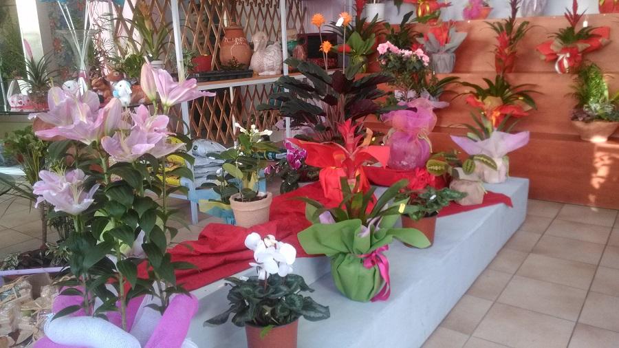Flowers Posto Ανθοπωλείο Κάτω Πατήσια σε Αθήνα - Φωτογραφίες ...