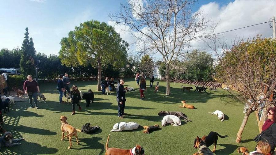 Ultra Dogs Park ΕΚΠΑΙΔΕΥΣΗ ΣΚΥΛΩΝ ΑΤΤΙΚΗ σε Μεταμόρφωση - Φωτογραφίες ...