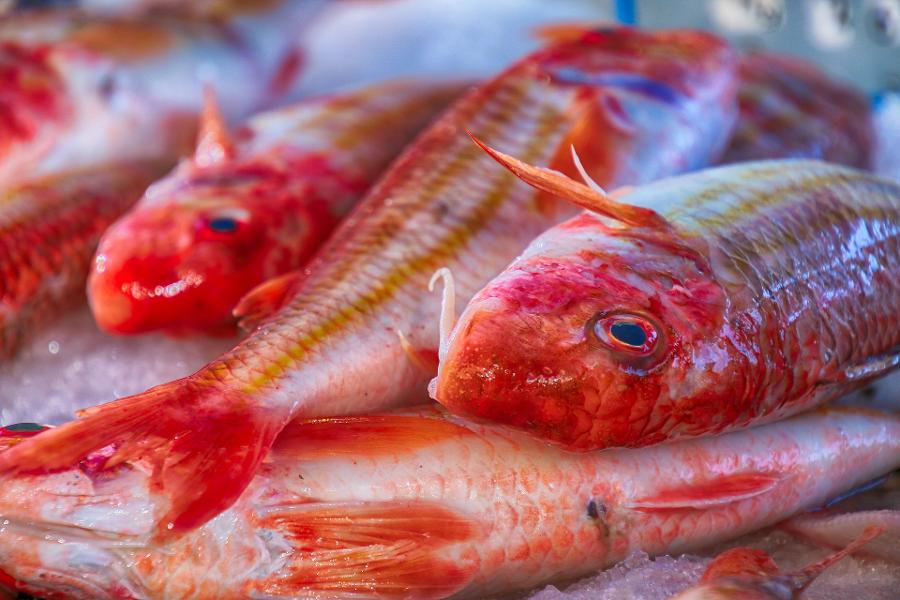 Ιχθυοπωλείο Μαρούσι σε Μαρούσι - Γενικά | Ιχθυοπωλεία σε Μαρούσι ...